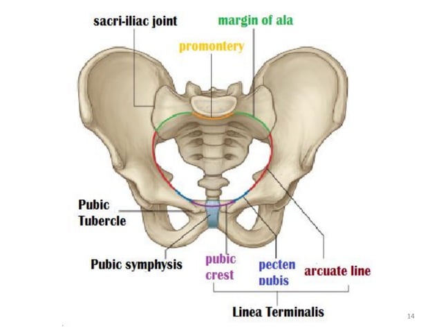 Pelvis-Bony pelvis and soft tissue anatomy(1).pdf | Death, Injury, or ...