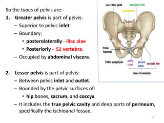 Pelvis-Bony pelvis and soft tissue anatomy(1).pdf