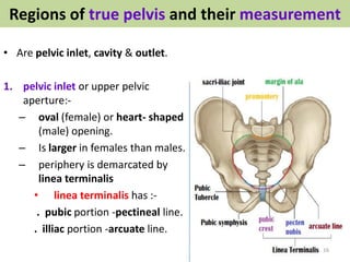 Pelvis-Bony pelvis and soft tissue anatomy(1).pdf | Death, Injury, or ...