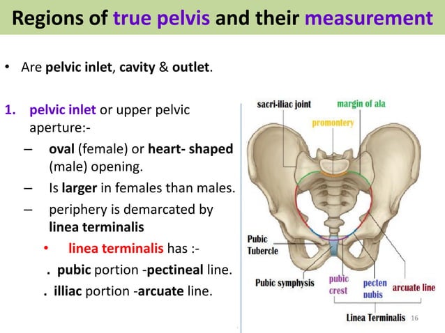 Pelvis-Bony pelvis and soft tissue anatomy(1).pdf | Death, Injury, or ...