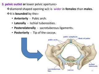 Pelvis-Bony pelvis and soft tissue anatomy(1).pdf | Death, Injury, or ...