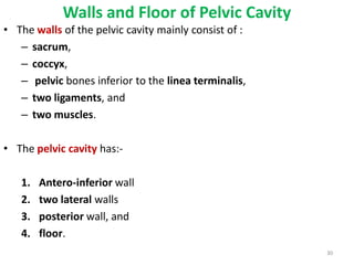 Pelvis-Bony pelvis and soft tissue anatomy(1).pdf