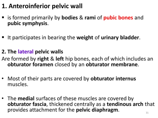Pelvis-Bony pelvis and soft tissue anatomy(1).pdf | Death, Injury, or ...
