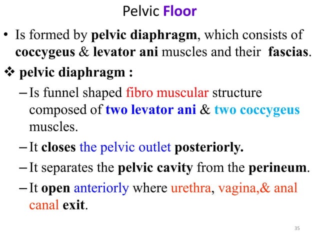 Pelvis-Bony pelvis and soft tissue anatomy(1).pdf | Death, Injury, or ...