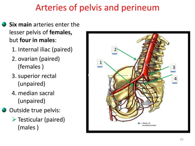 Pelvis-Bony pelvis and soft tissue anatomy(1).pdf | Death, Injury, or ...