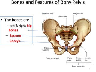 Pelvis-Bony pelvis and soft tissue anatomy(1).pdf