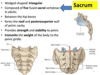 Pelvis-Bony pelvis and soft tissue anatomy(1).pdf | Death, Injury, or ...