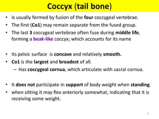 Pelvis-Bony pelvis and soft tissue anatomy(1).pdf
