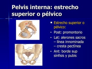 Pelvis osea | PPT