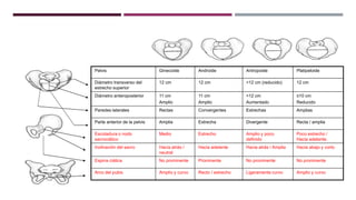 Pelvis osea | PPTX