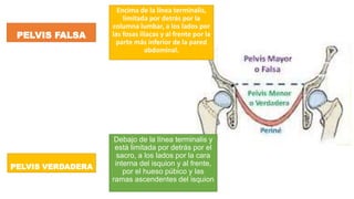 Pelvis osea | PPTX