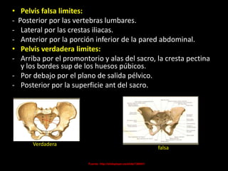Pelvis ósea-y-cefalopelvimetria | PPTX