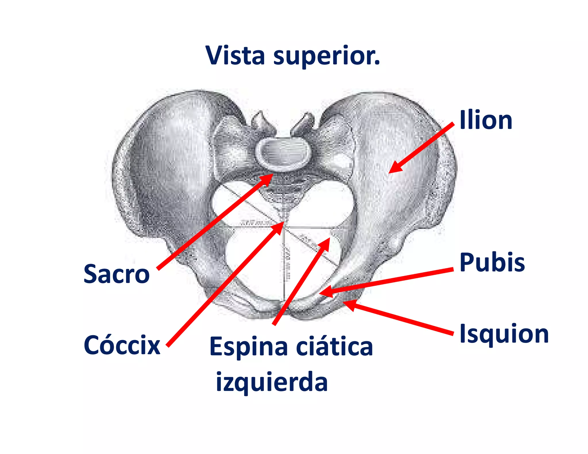 Pelvis humana. | PDF