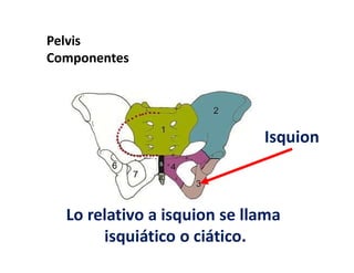 Pelvis humana. | PDF