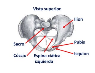 Pelvis humana. | PDF