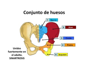 Pelvis humana. | PDF