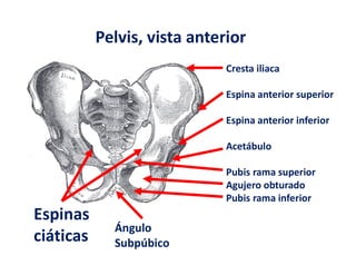 Pelvis humana. | PPT