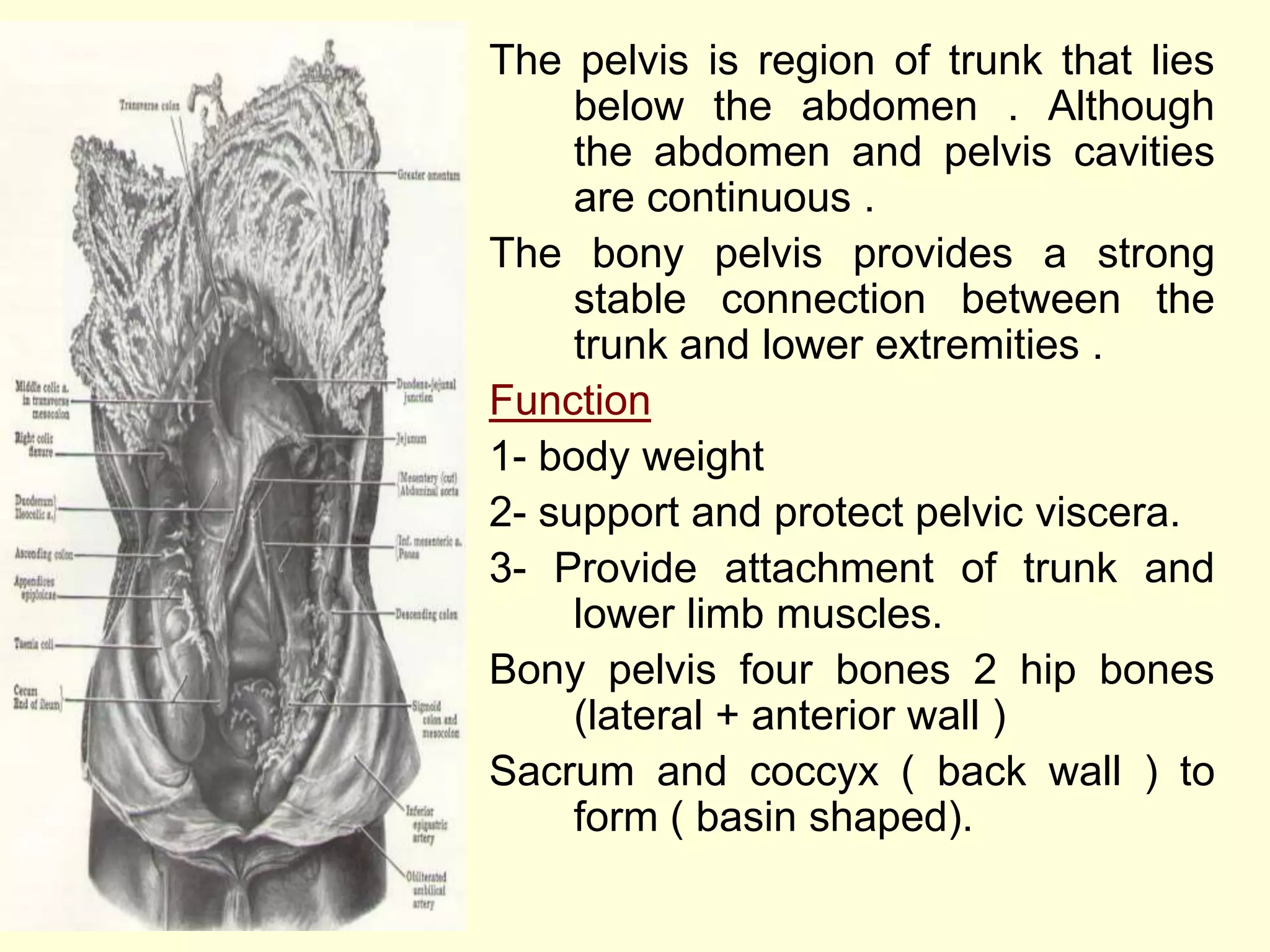 pelvis 1.pptx