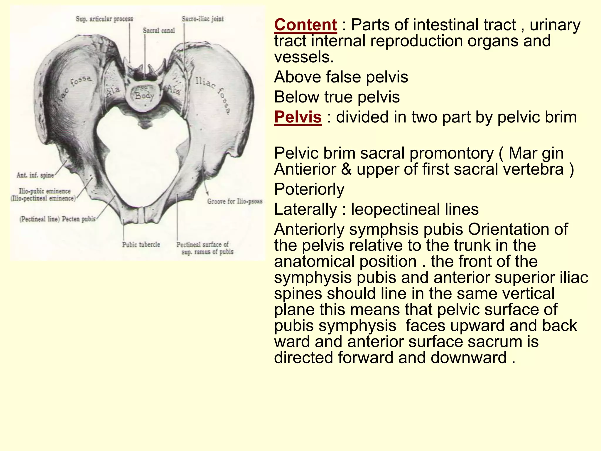 pelvis 1.pptx