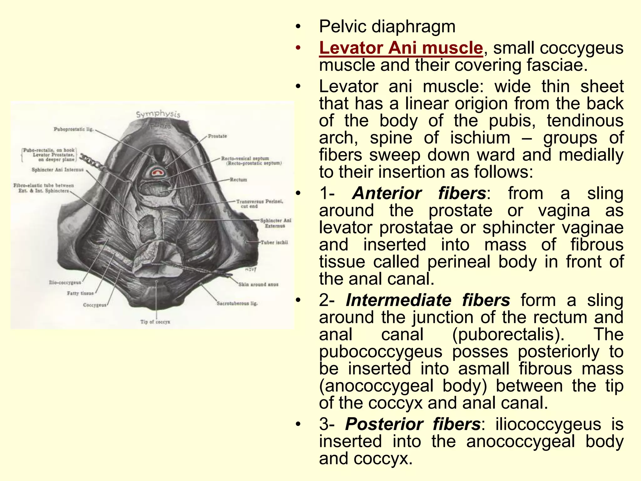 pelvis 1.pptx
