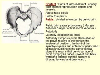 pelvis 1.pptx