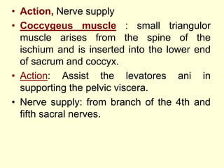 pelvis 1.pptx