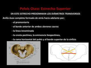 Pelvis | PPT