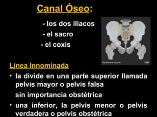Pelvis | PPT