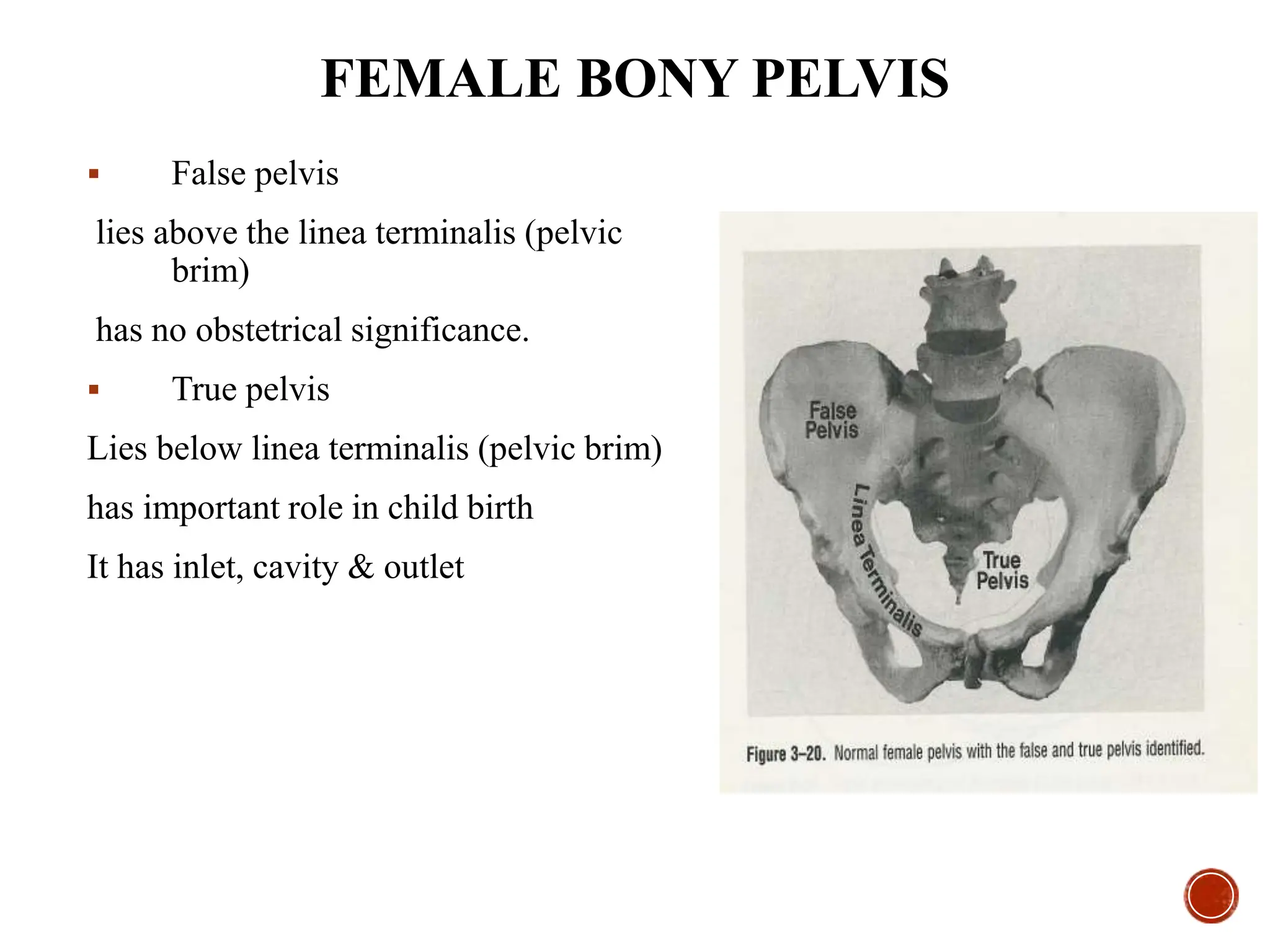 Female PELVIS types of and clinical importance | PPTX | Death, Injury ...