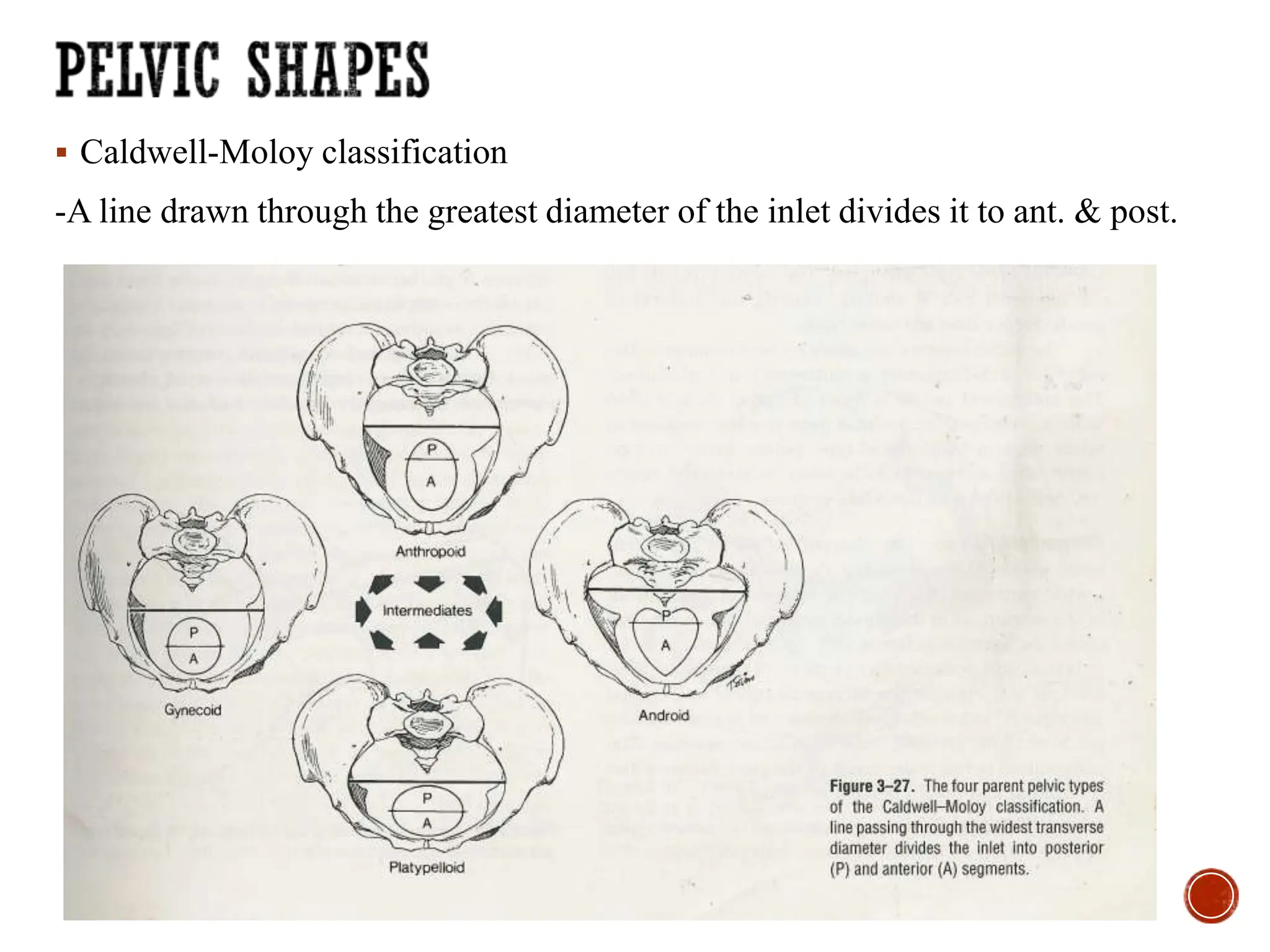 Female PELVIS types of and clinical importance | PPTX