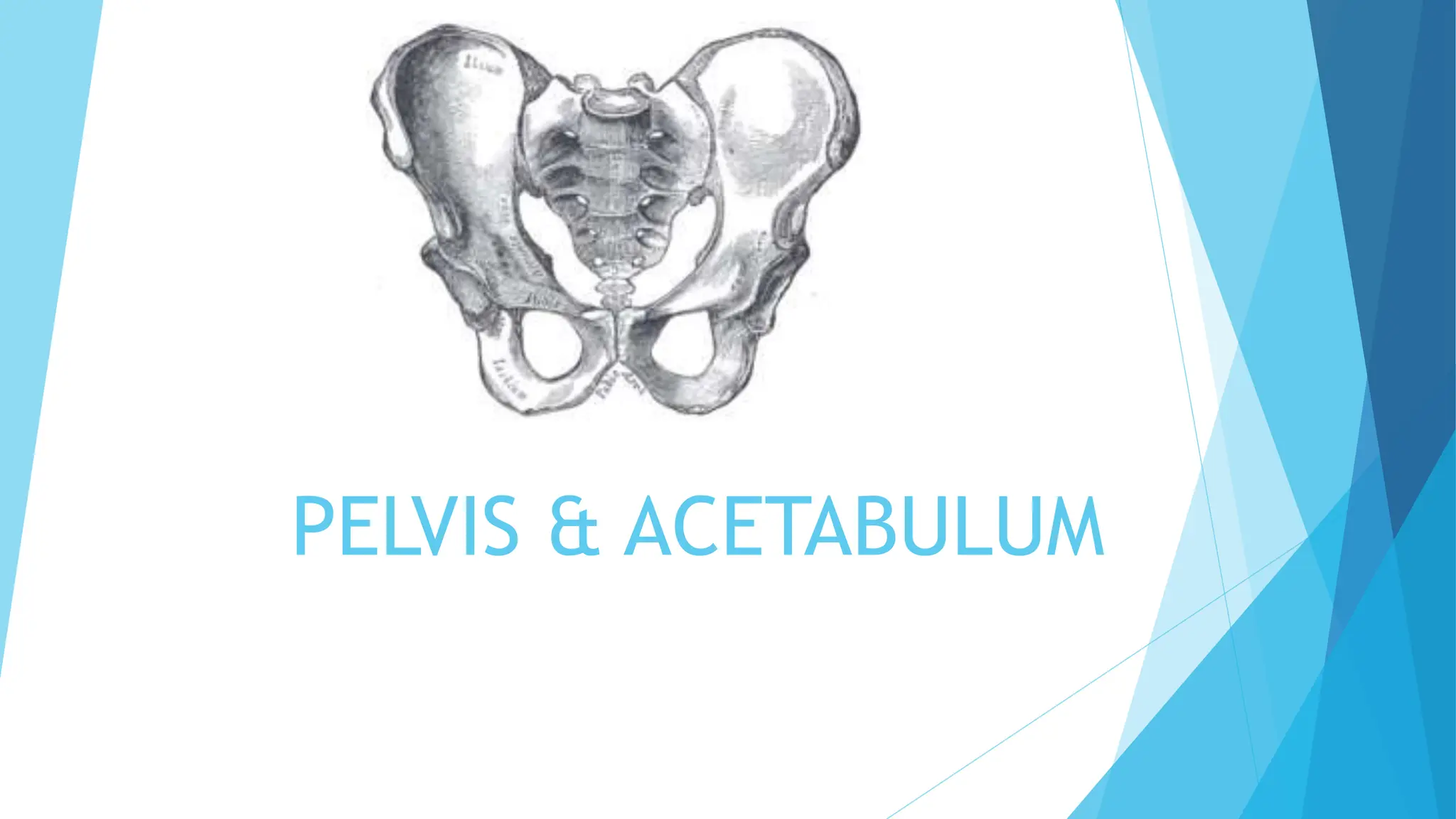 PELVIS & ACETABULUM Orthopaedics topics slides | PPT