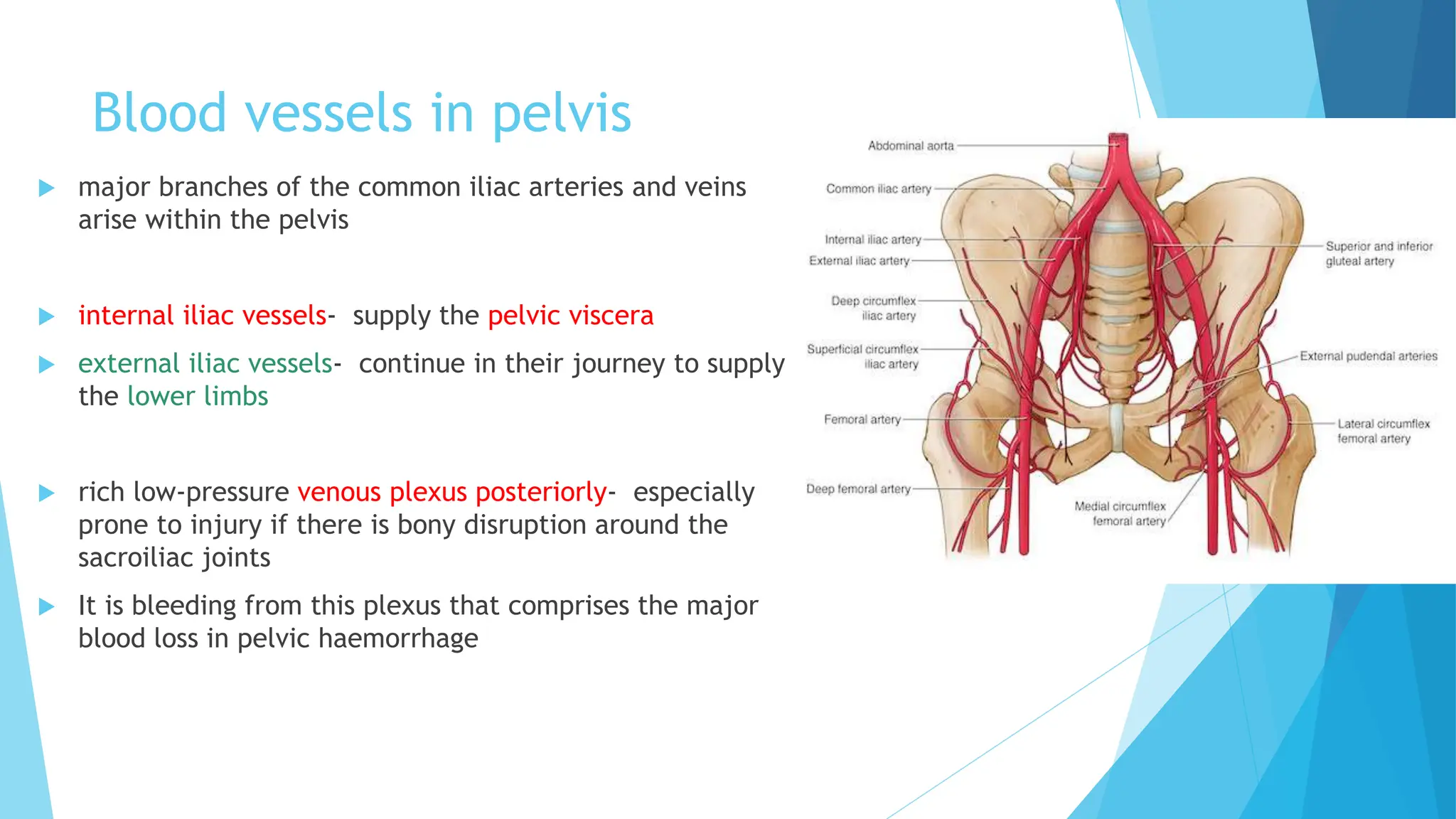 PELVIS & ACETABULUM Orthopaedics topics slides | PPTX