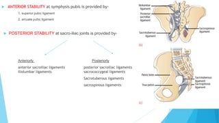 PELVIS & ACETABULUM Orthopaedics topics slides | PPT