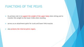 PELVIS & ACETABULUM Orthopaedics topics slides | PPT