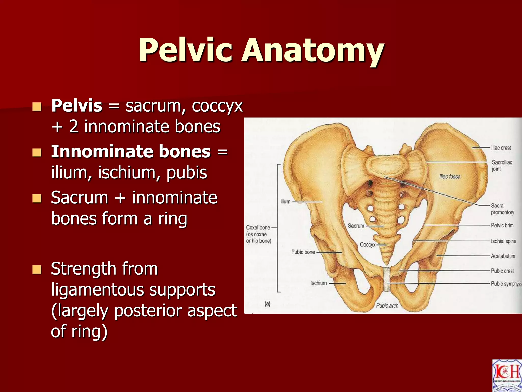 Pelvis acetabulum - anatomy , imaging , classification | PPTX