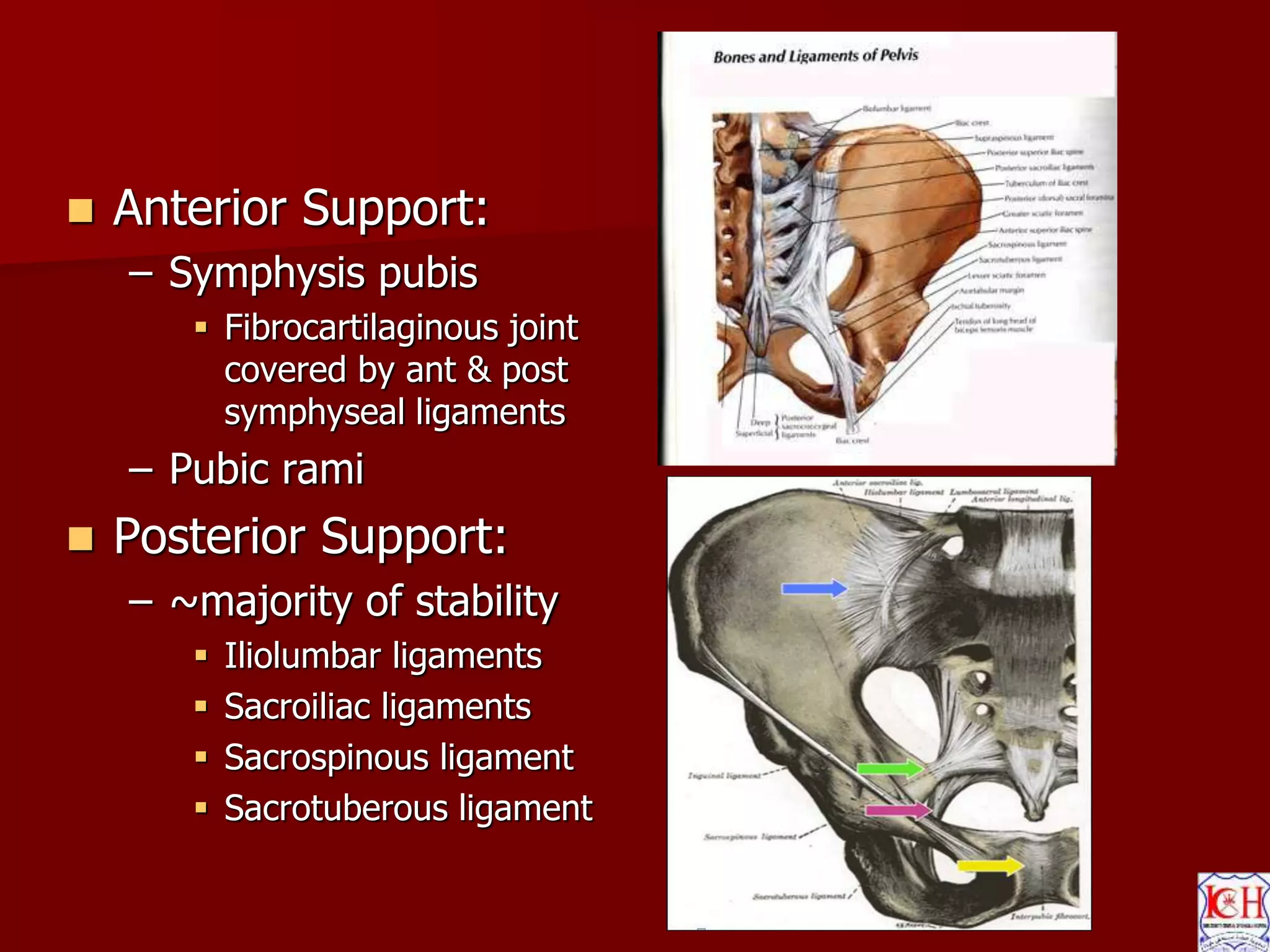 Pelvis acetabulum - anatomy , imaging , classification | PPT
