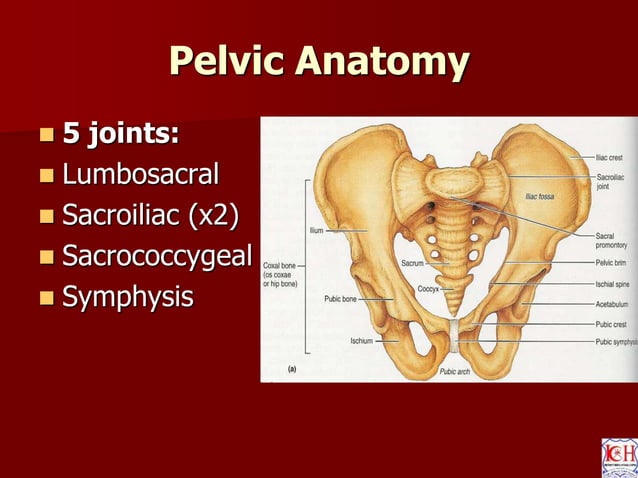 Pelvis acetabulum - anatomy , imaging , classification | PPTX