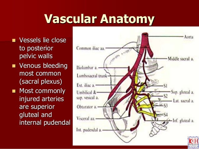 Pelvis acetabulum - anatomy , imaging , classification