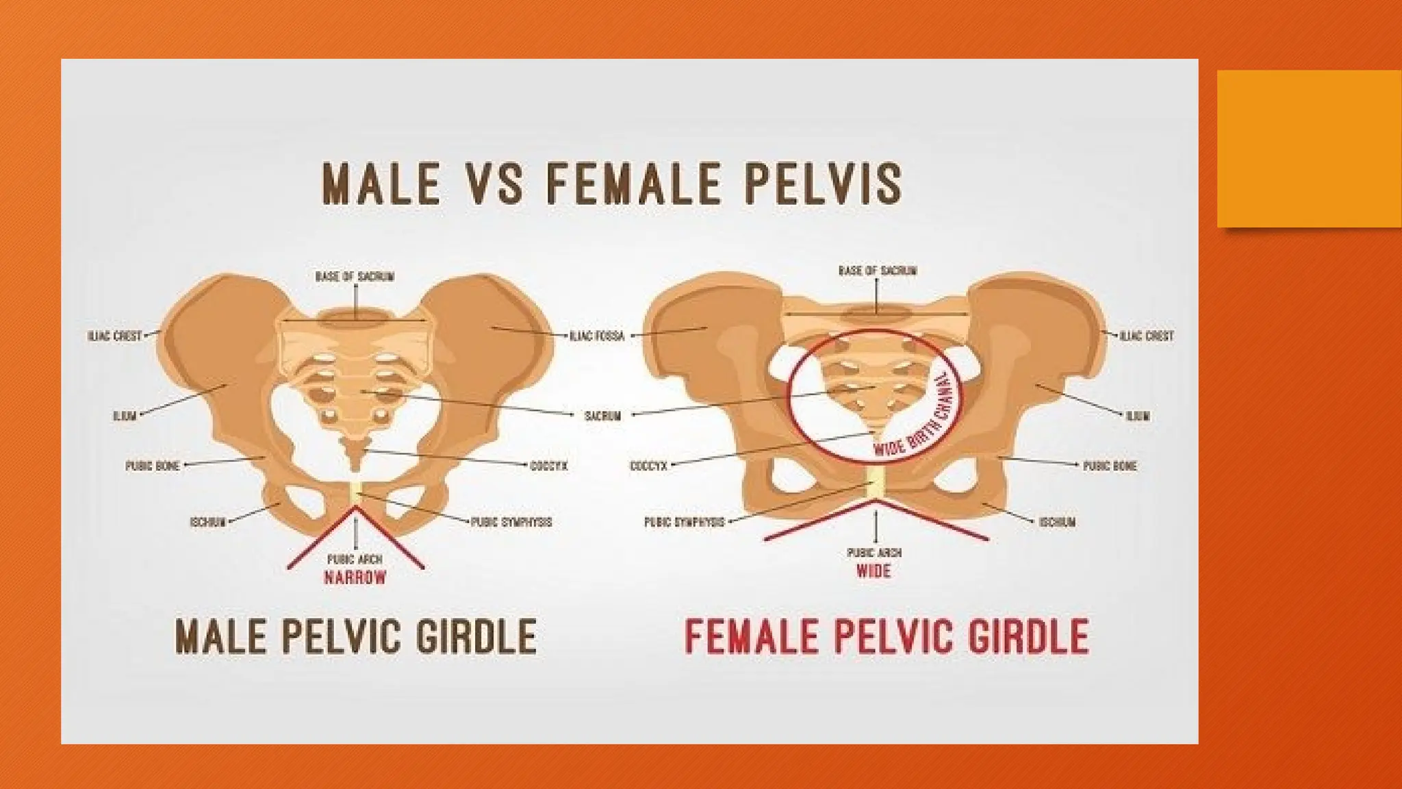 Female Pelvis Anatomy describing its usual changes.pptx