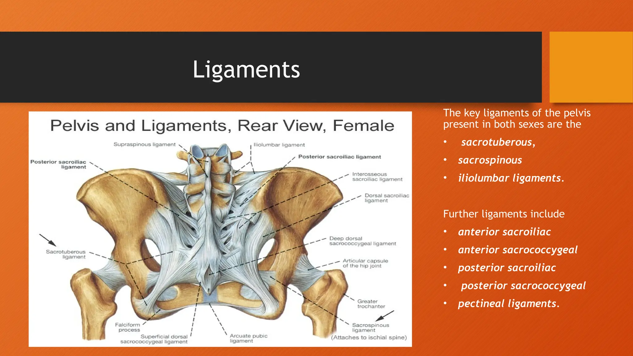 Female Pelvis Anatomy describing its usual changes.pptx
