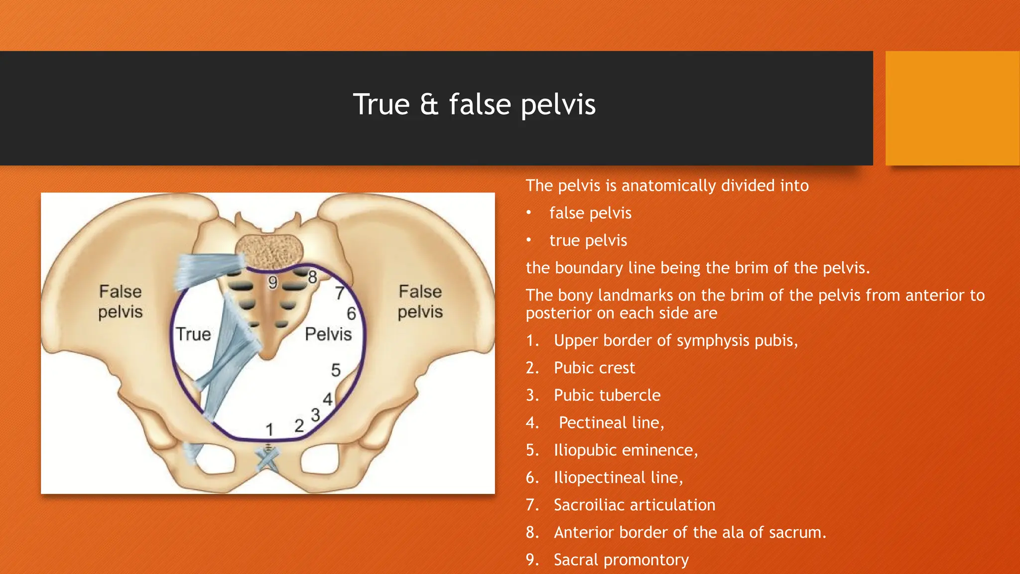 Female Pelvis Anatomy describing its usual changes.pptx