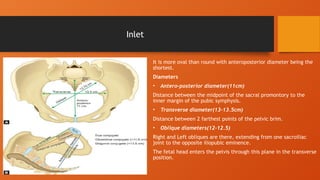 Female Pelvis Anatomy describing its usual changes.pptx