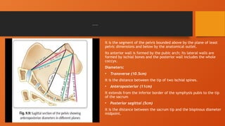 Female Pelvis Anatomy describing its usual changes.pptx