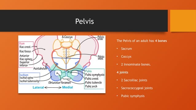 Female Pelvis Anatomy describing its usual changes.pptx