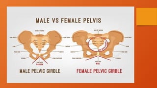 Female Pelvis Anatomy describing its usual changes.pptx