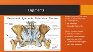 Female Pelvis Anatomy describing its usual changes.pptx