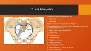 Female Pelvis Anatomy describing its usual changes.pptx
