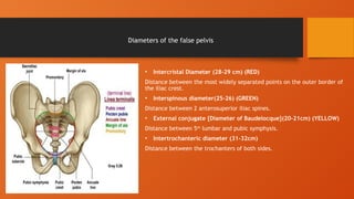 Female Pelvis Anatomy describing its usual changes.pptx