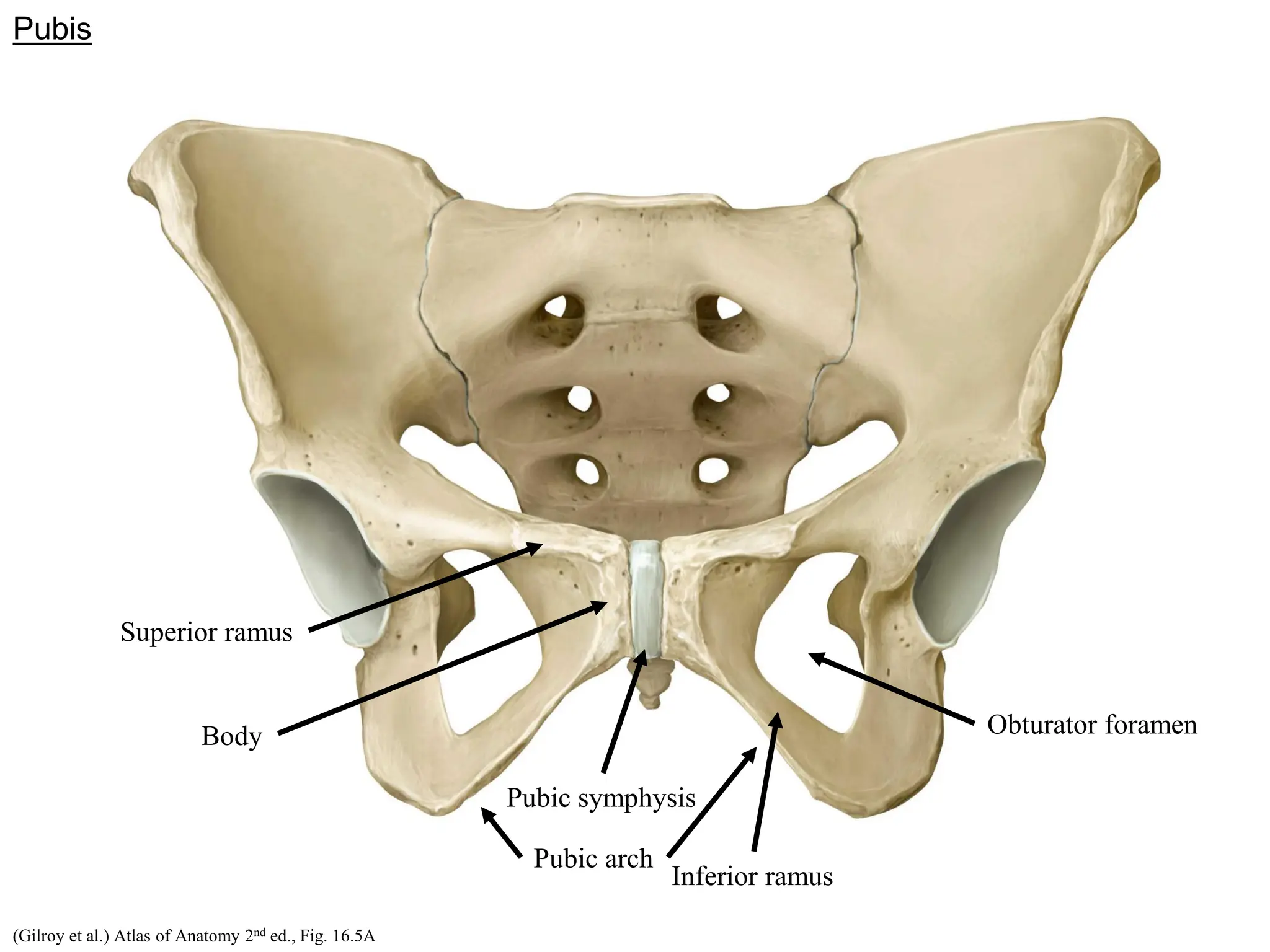 Pelvis Anatomy Lecture 1-Structure of the Pelvic Wall 2016.pdf