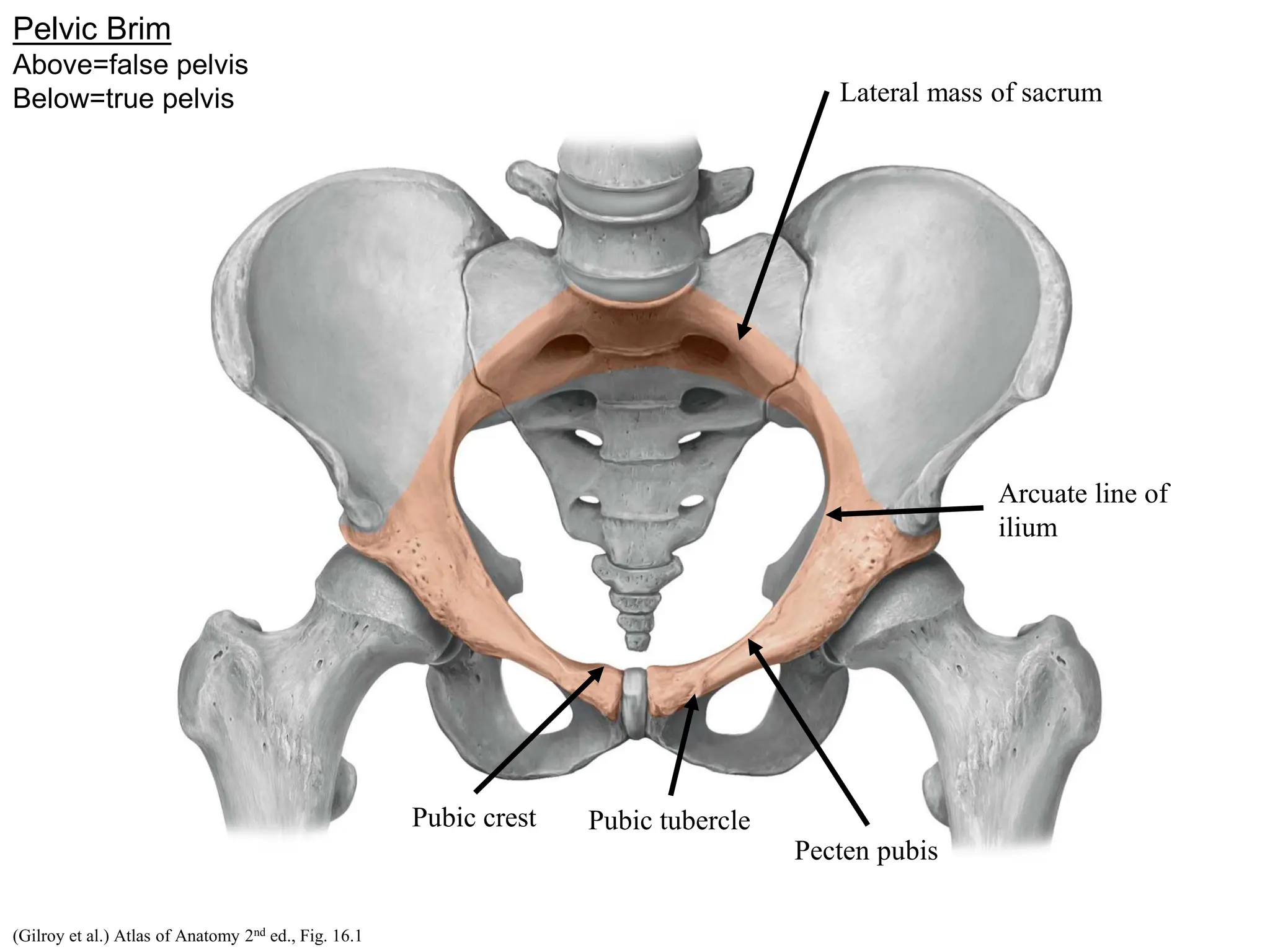 Pelvis Anatomy Lecture 1-Structure of the Pelvic Wall 2016.pdf